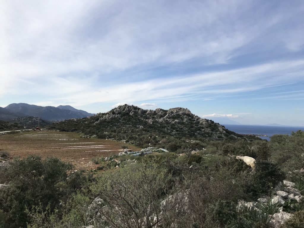 Indigenous Language of Taşlıca: A Case of Interspecies Communication ...