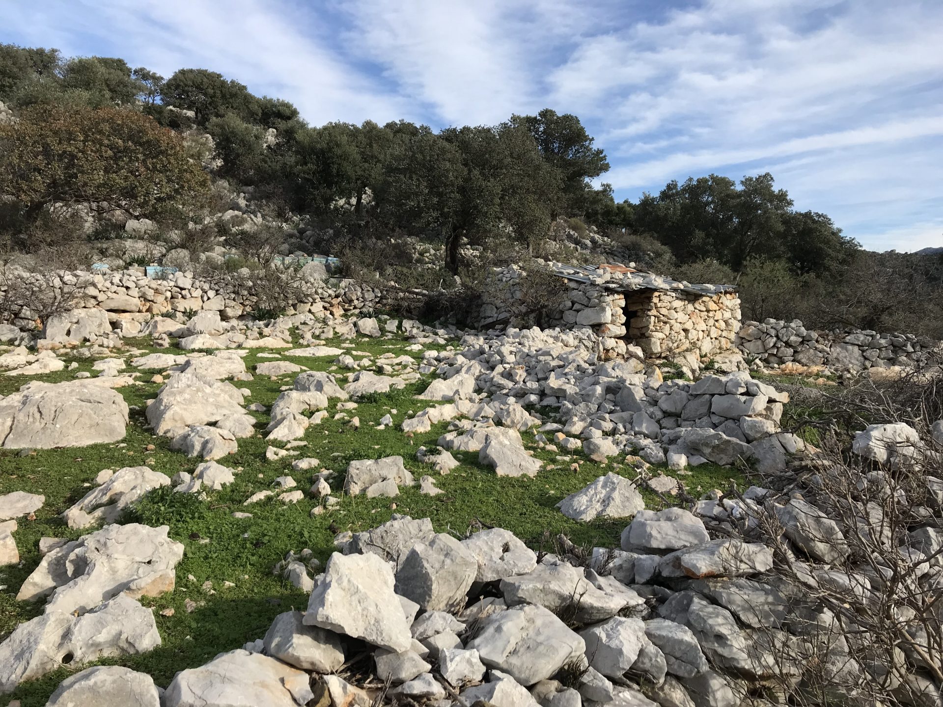 Indigenous Language of Taşlıca: A Case of Interspecies Communication ...