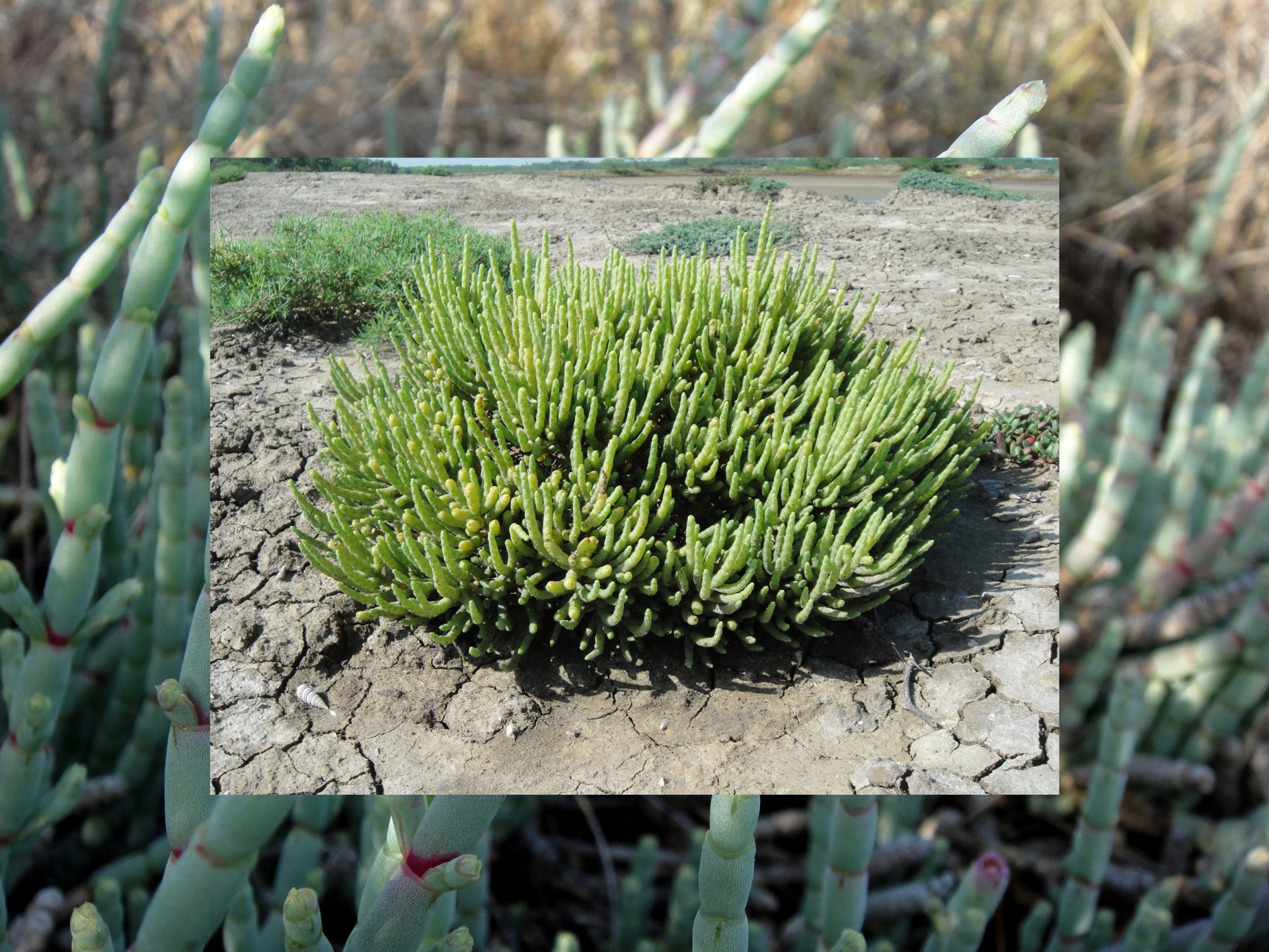 The Rooted Sea: Halophytic Futures · Driving the Human